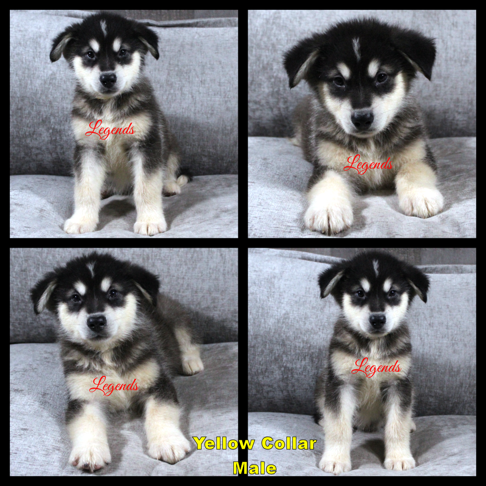Available Puppies | Legends Alaskan Malamutes Giant Alaskan Malamute ...